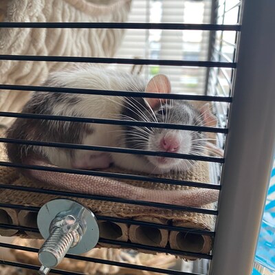 Degu Corner Shelf Pet Toy, Degu, Rat, Gerbil, Hamster Cage Accessory ...