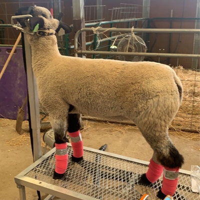 Sheep Leg Wraps, Goat Leg Wraps, Mini Horse Leg Wraps, Glittery Wraps ...