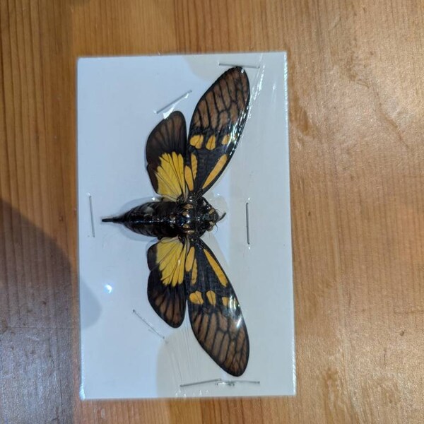 Butterfly Specimens, Phase Frame Handmade Wings Spread Collection ...