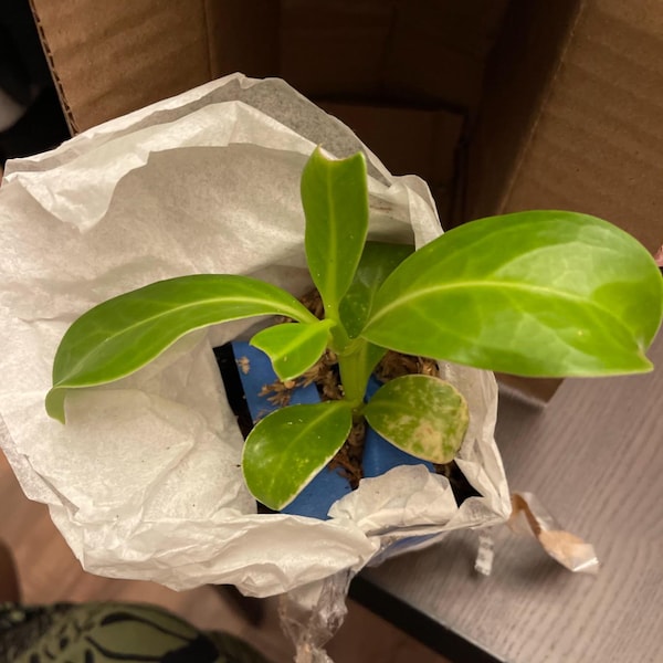 Pikake Plant. Single Flower Variety for Lei Making (pikake Lahilahi ...