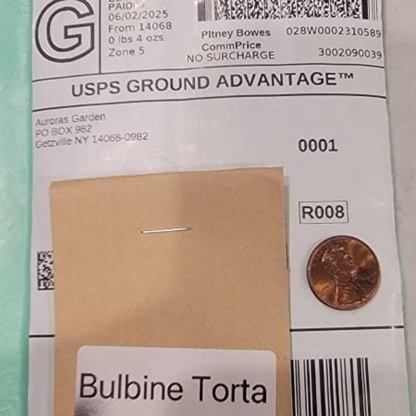 Bulbine Torta, Super Rare Succulent！ - Etsy
