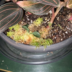 Live Frog Moss Mood Moss Pads Dicranum for Terrarium or Vivarium Quart ...