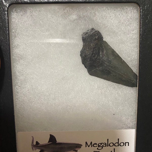 Megalodon Shark Tooth Fossil in Display Case - Etsy
