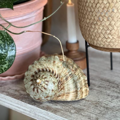 Large Specimen Grade 63.1mm CONUS Regius Royal, Crown Cone SEASHELL JB ...