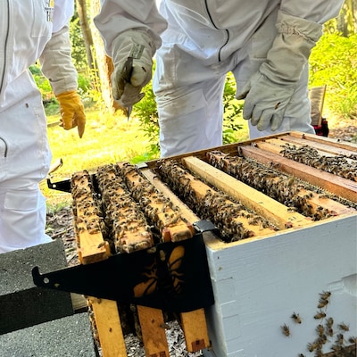 Observation Beehive Honeybee Educational Hive Made in the USA - Etsy