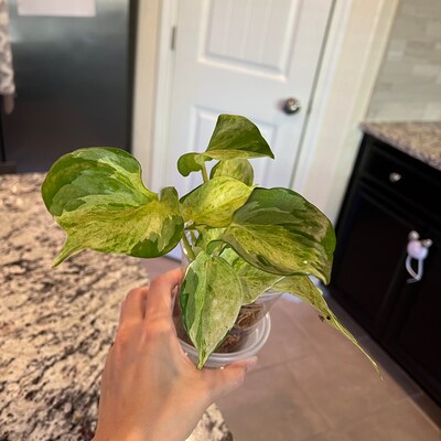 Potho Manjula High Viraigation Rare Cuttings & Established - Etsy