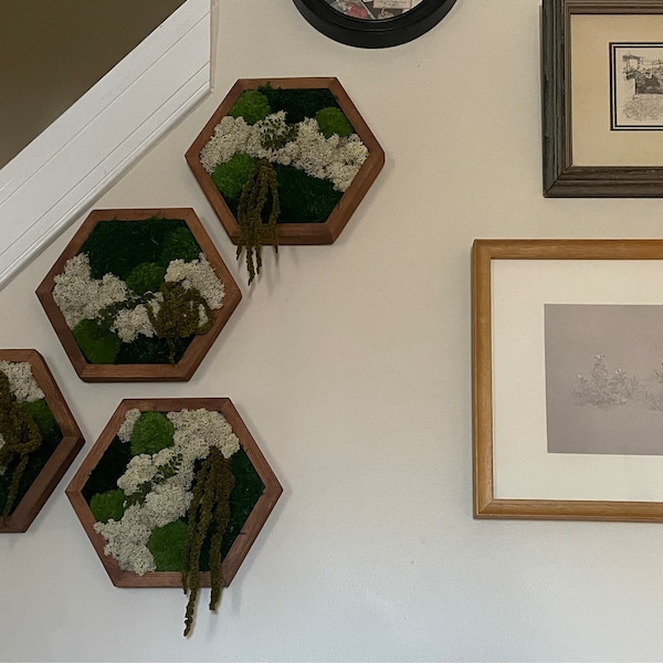 Moos Wandkunst Bienenwabe | Vier Größen, 5 x 6 Zoll, 8 x 9 Zoll, 10 x ...