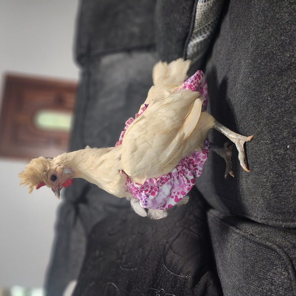 Chicken Diaper Medium Stylish Chicken Diaper- Larger Bantam Poultry or ...