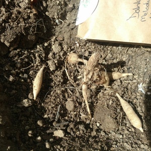 Sam Hopkins Dahlia Tuber - Etsy