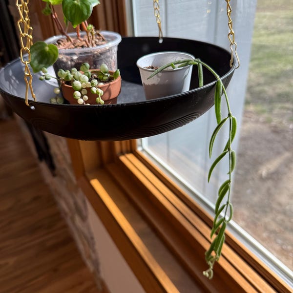 Unrootedfresh Cutting |rare Hoya Rotundiflora, Square-shaped Leaves| - Etsy