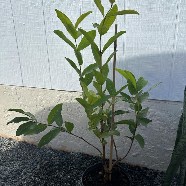 Orange Sherbet Mango Tree Grafted One of the Best Mango in the World - Etsy