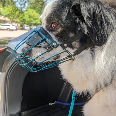 Custom Powder Coated Metal Wire Basket Dog Muzzle - Etsy