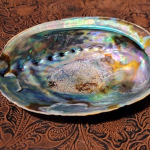 XL Natural Abalone Shell, Premium Blue Abalone, Blue Green Large ...