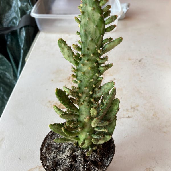 2", 4", 6” Pot of Variegata Maverick Cactus Variegated Joseph's Coat ...