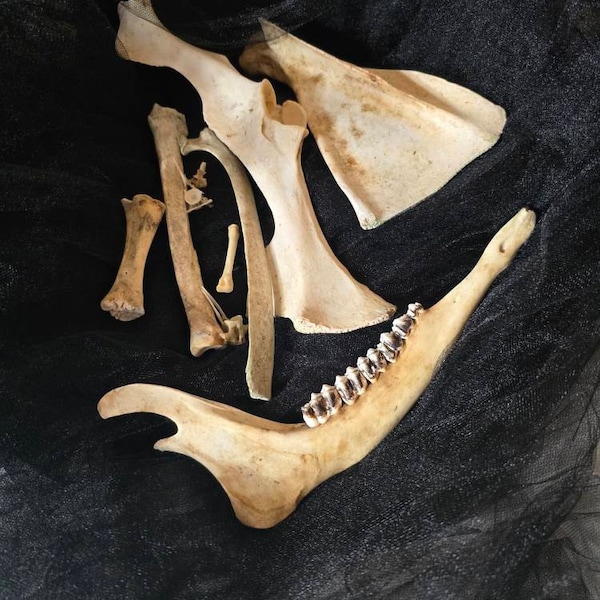 Deer Leg Bones Set of 4 - Etsy