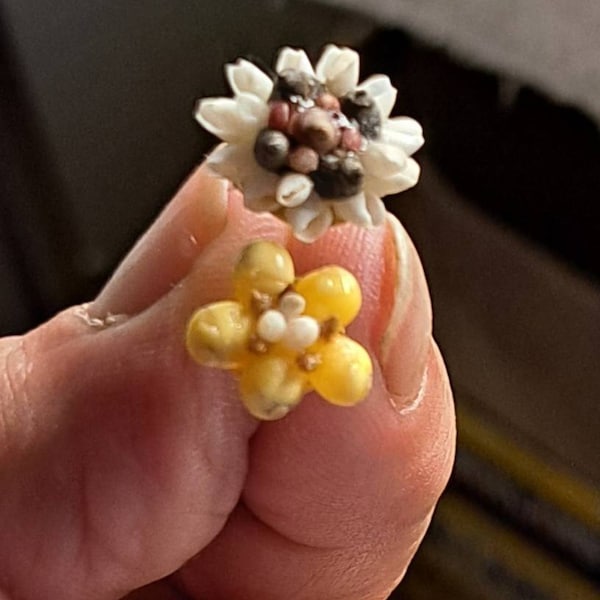 White Coquina 1/2" Clam Seashells 1/4 Cup = 500+ Shells- Washed, Sorted ...