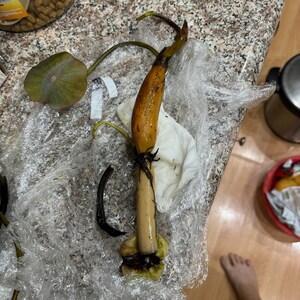 Large 6 Hydrocotyle Vulgaris Money Plant Copper Coin Plant Lucky Plant ...