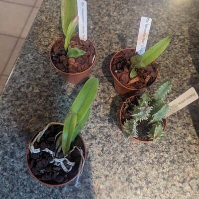 Dragon Fruit, Hylocereus 'edgar's Baby' Rooted Plant Shipped in 3 Pot ...