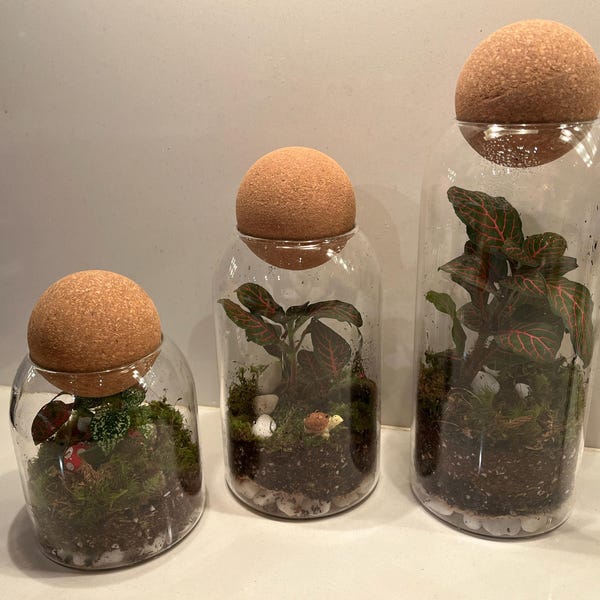 Complete Closed Terrarium Kit With Live Plants and Live Moss, Bioactive ...