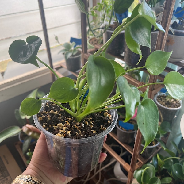 Monstera Deliciosa swiss Cheese Plant Starter Plant. ALL Starter Plants ...