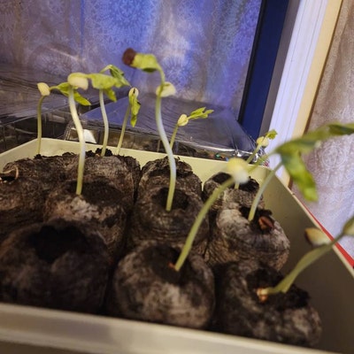 Jimmy Red Corn Heirloom 40 Seeds - Etsy