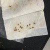 Cucamelon Seeds Heirloom, Open Pollinated, Non GMO Grow Indoors ...