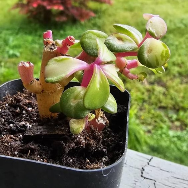 Rare Variegated Pink Elephant Bush, Portulacaria Afra Variegata Live ...
