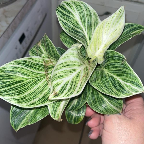 Chester Fern Starter Plant ALL STARTER PLANTS Require You to Purchase 2 ...