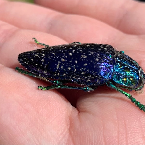 Real Blue Saphire Metallic Gem Jewel Beetle Polybothris Sumptuosa Gemma ...