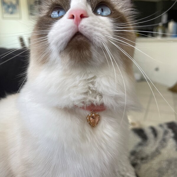 Princess Cat Collar,rhinestone Cat Collar,blush Pink Velvet Small Dog ...