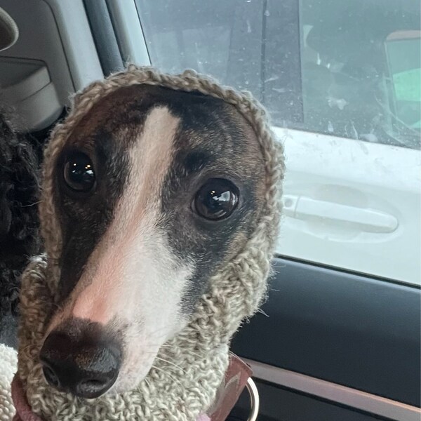 Greyhound Snood 2-TONE Med-lrg Dog Winter. Galgo, Whippet. Made to ...