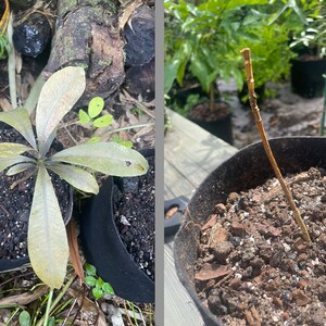 Chempedak artocarpus Integer Live Plant - Etsy