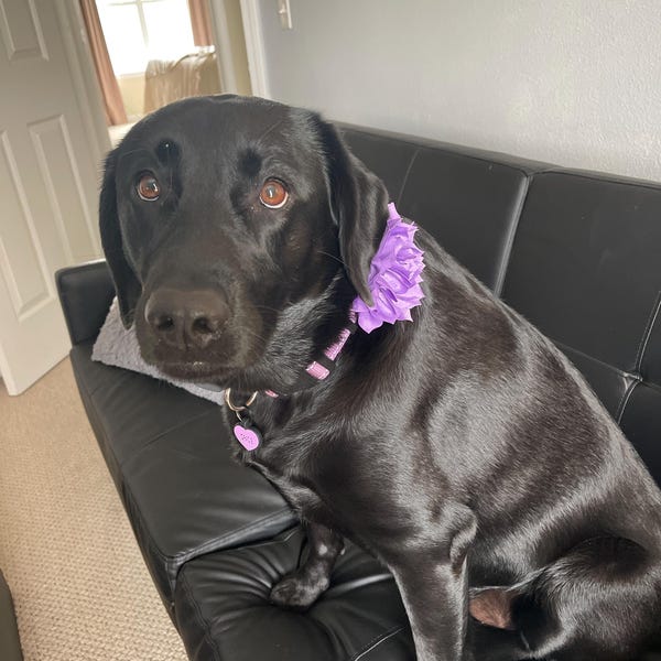 Rose Collar Flower for Large Dogs, Spring Summer Floral Collar ...