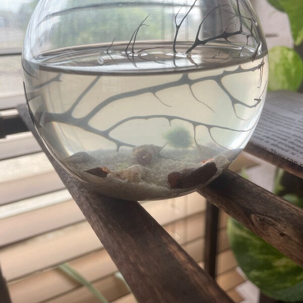 Large Shrimp Ecosphere - Closed Aquatic Ecosystem (glass, Natural ...