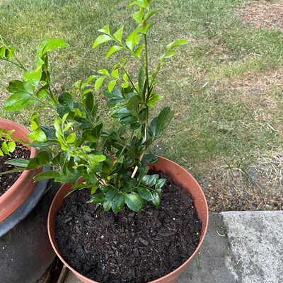 Millingtonia Tree Seed Indian Cork Tree Seed Tree Jasmine - Etsy