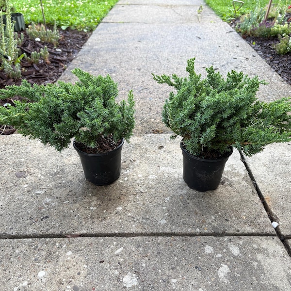 Orchid Plant LIVE Dendrobium Alice Iwanaga | Rare BLOOMING SIZE Indoor ...