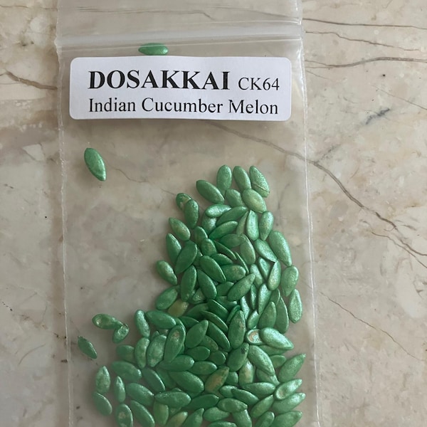25 Dosakkai INDIAN Heirloom Cucumber Seeds; Dosakai, Sambhar Dosakaya ...