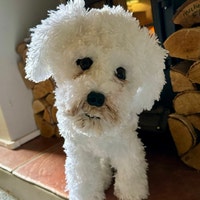 Goldendoodle Crochet Pattern Crochet Puppy Dog Crochet Pattern Dog ...