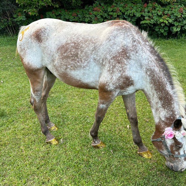 Gallop Glitter - Pink Glitter Set of 4 - Hoof Polish, Body Glitter ...