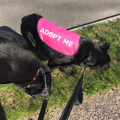 5-pack Adopt Me Dog Jackets Vests Mix & Match - Etsy