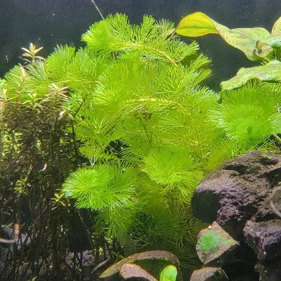 BUY 2 GET 1 FREE Water Sprite water Fern, Indian Ferneasy Live Aquarium ...