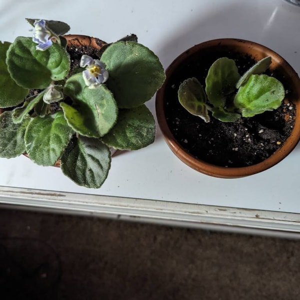 Kei Yoki African Violet Starter Plant (ALL PLANTS Require You to ...