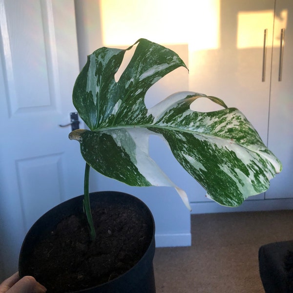 Variegated Monstera Wet Stick -this Wet Stick Selected Randomly From ...