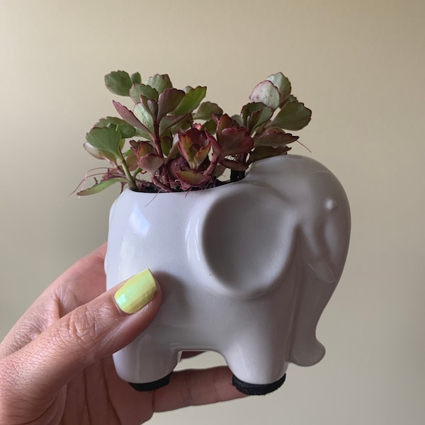 Cow Bull Ceramic Bonsai Pot Air Plants Succulent Animal Planter Home ...