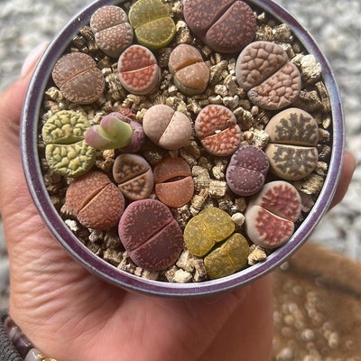 Potted 12-15 Live Exotic Lithops Plant / Choose Your Favorite Pot ...