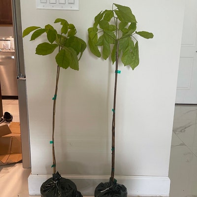 Live Yellow Tabebuia Trees 2 to 3 Feet Tall 1 Gallon, Flowering Trees ...