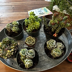 1lb White Top Dressing for Plants / Succulents - Etsy