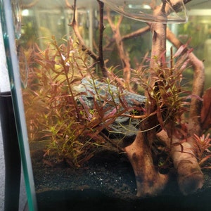 Samolus Parviflorus Red Rare Live Aquarium Plants - Etsy