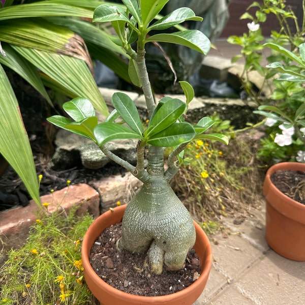 Rare Adenium Obesum Arabicum, Beautiful White Flowers Fat Caudex ...