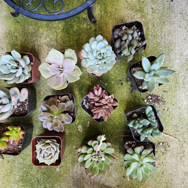 12 Succulents-sets - Etsy Canada